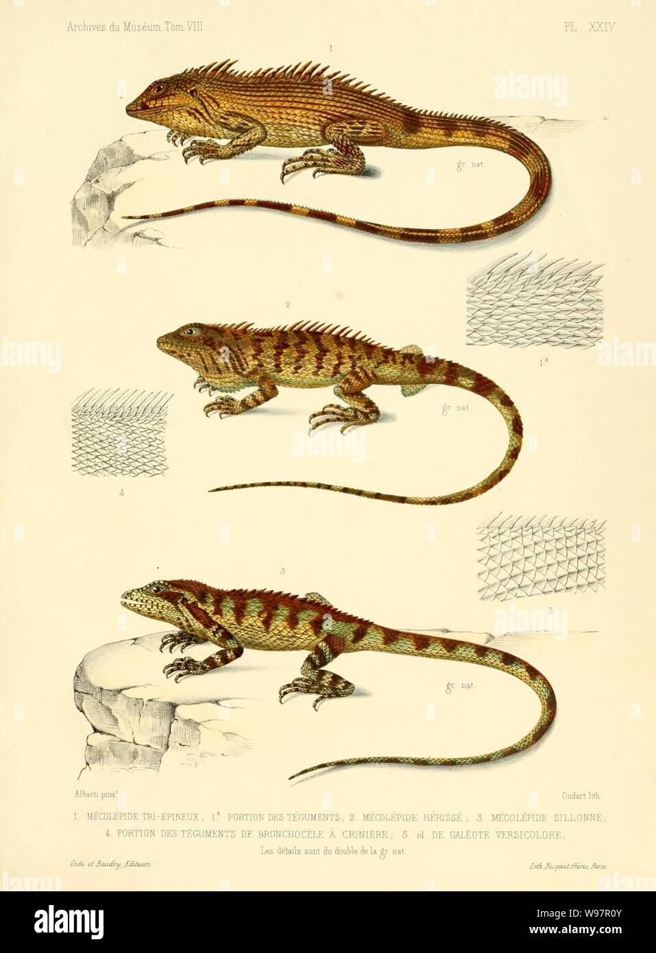 Description des reptiles nouveaux ou imparfaitement connus de la ...