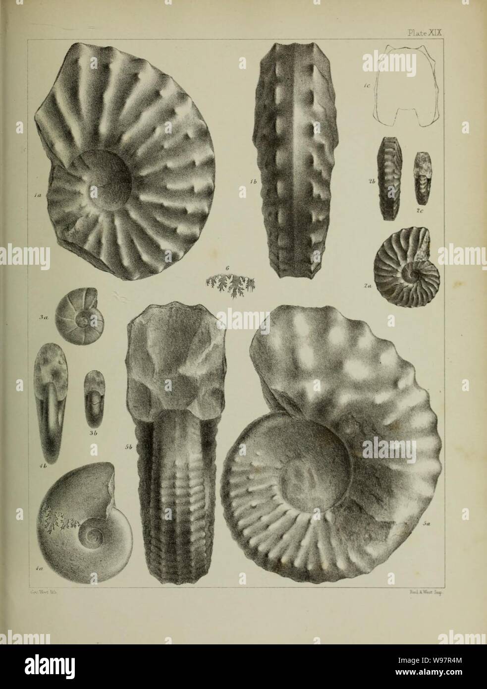 Description of the fossil remains of Mollusca found in the chalk of ...