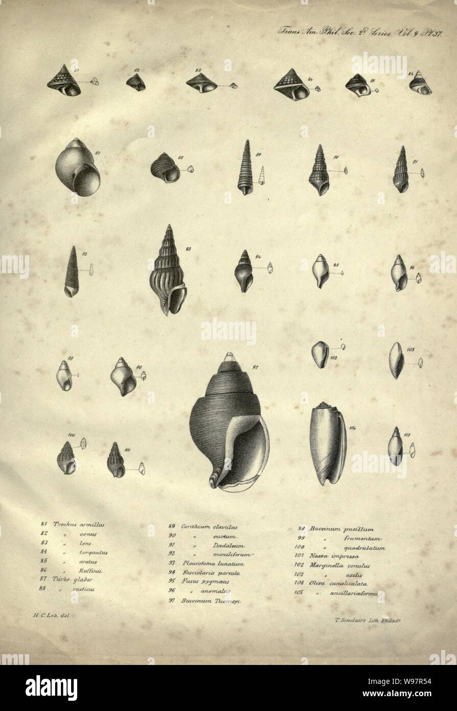 Description of some new fossil shells, from the Tertiary of Petersburg ...