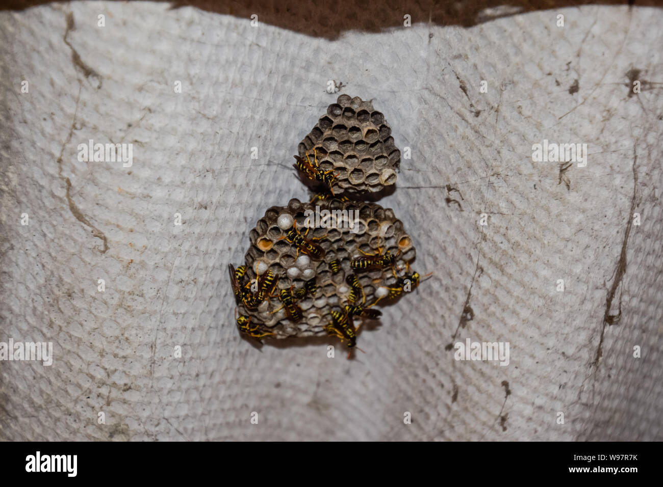 Hornet's nest under the roof of the barn. Polist Wasps Nest Stock Photo ...