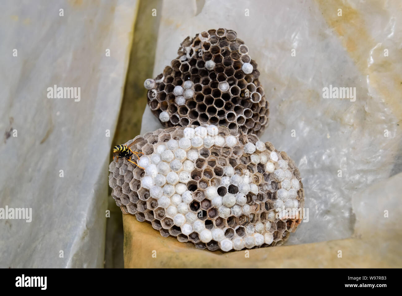 Hornet's nest under the roof of the barn. Polist Wasps Nest Stock Photo ...
