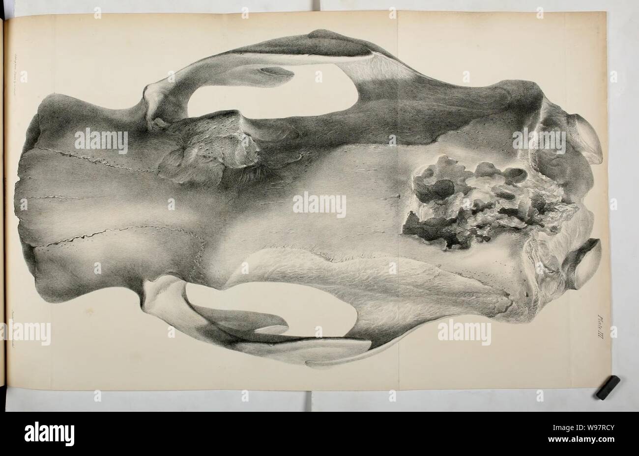 Description of the skeleton of an extinct gigantic Sloth, Mylodon ...