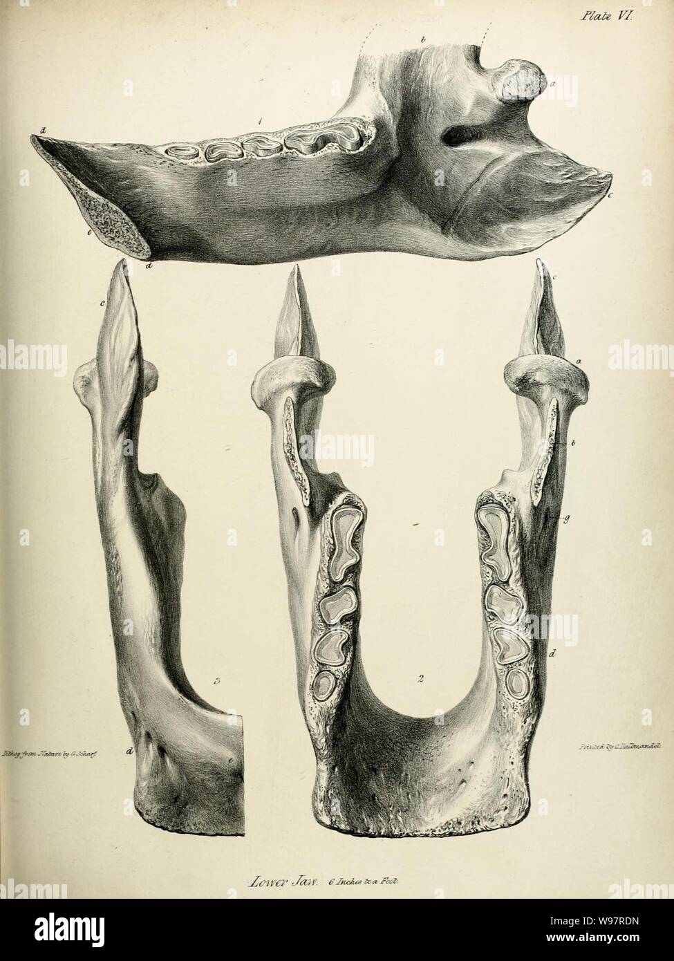 Description of the skeleton of an extinct gigantic Sloth, Mylodon ...