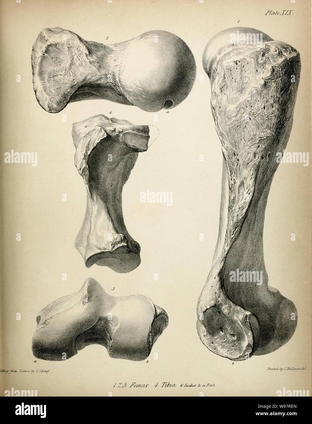 Description of the skeleton of an extinct gigantic Sloth, Mylodon ...