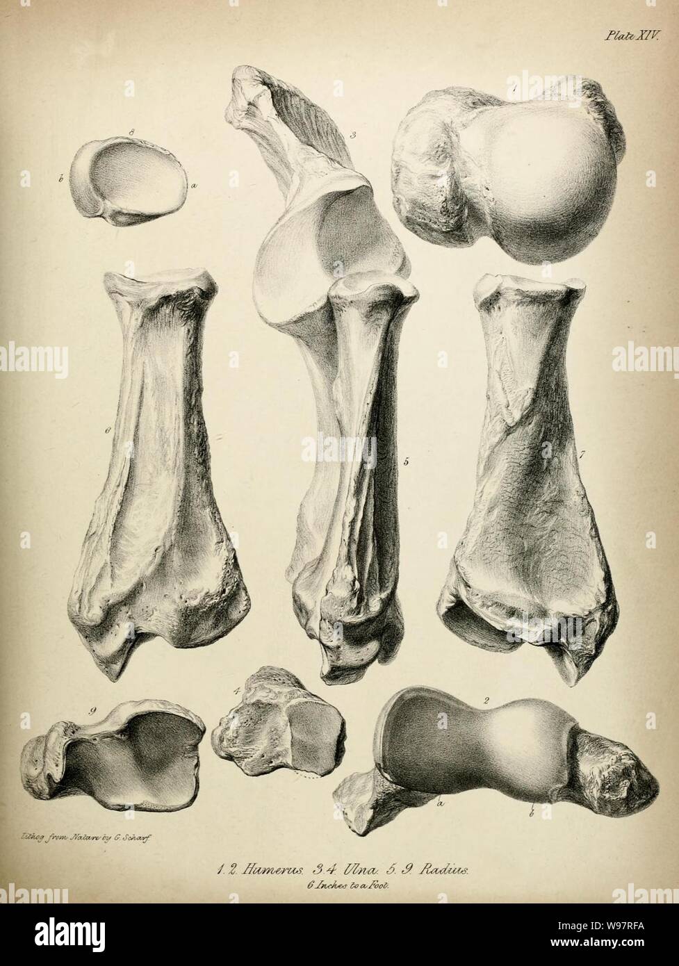 Description of the skeleton of an extinct gigantic Sloth, Mylodon ...