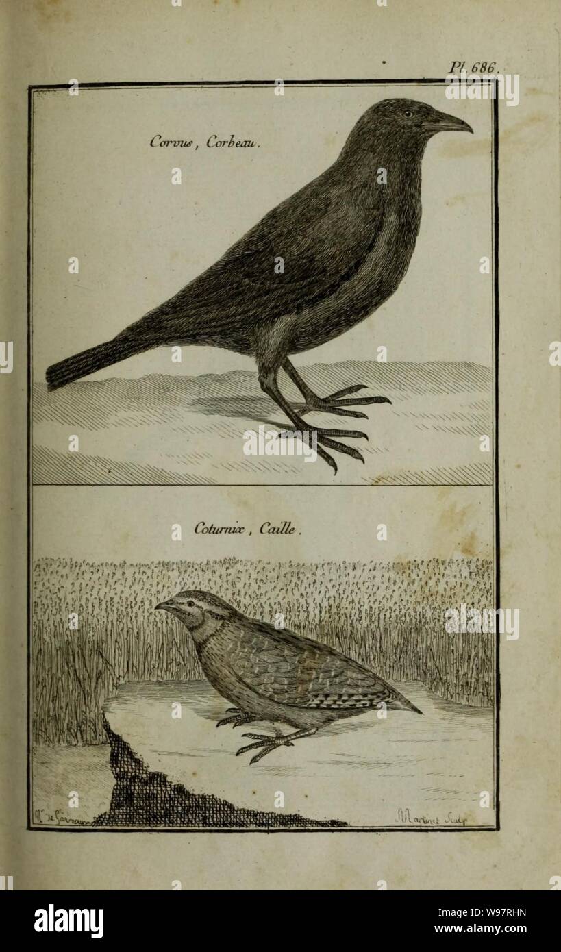 Description, vertus et usages de sept cents dix-neuf plantes (Plate 686 ...