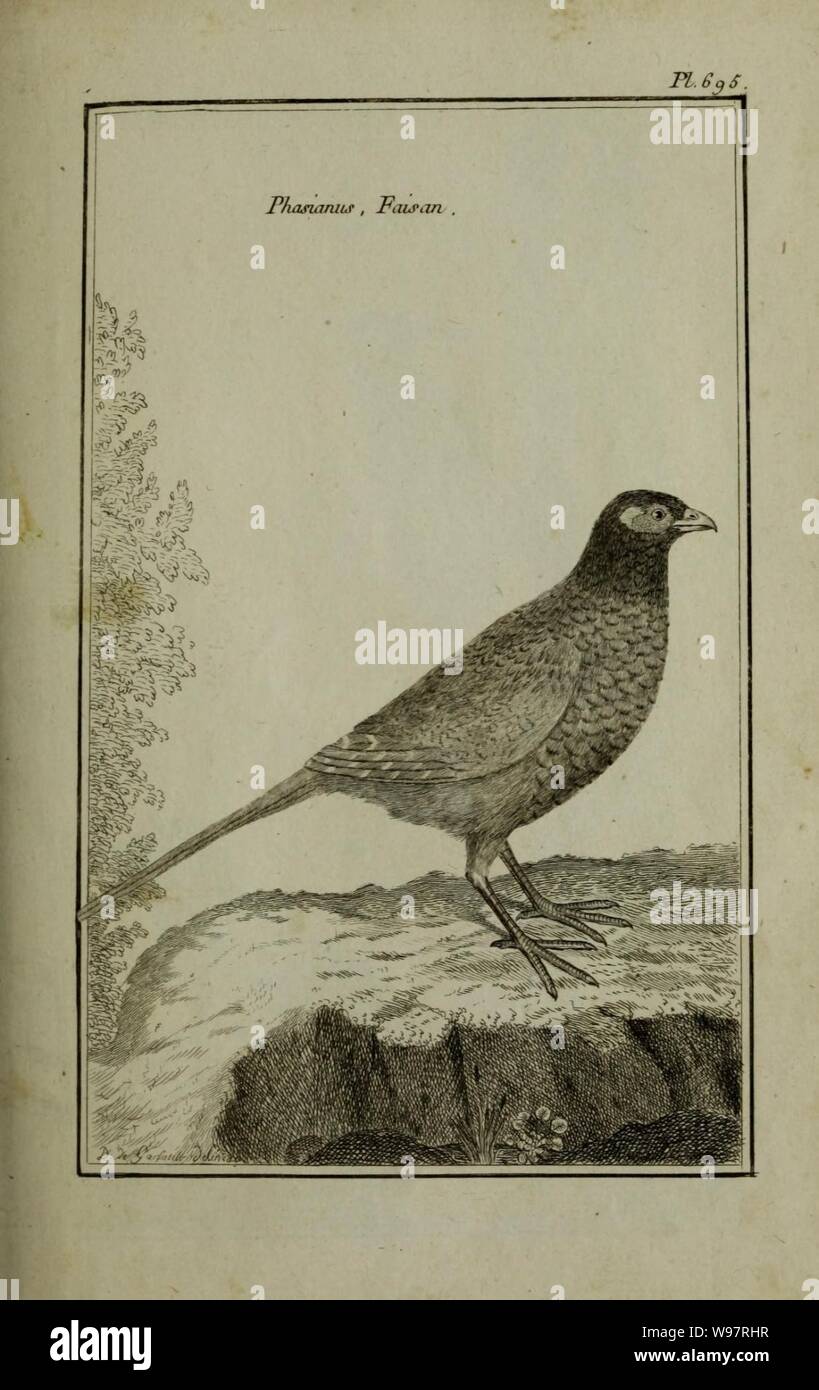 Description, vertus et usages de sept cents dix-neuf plantes (Plate 695 ...