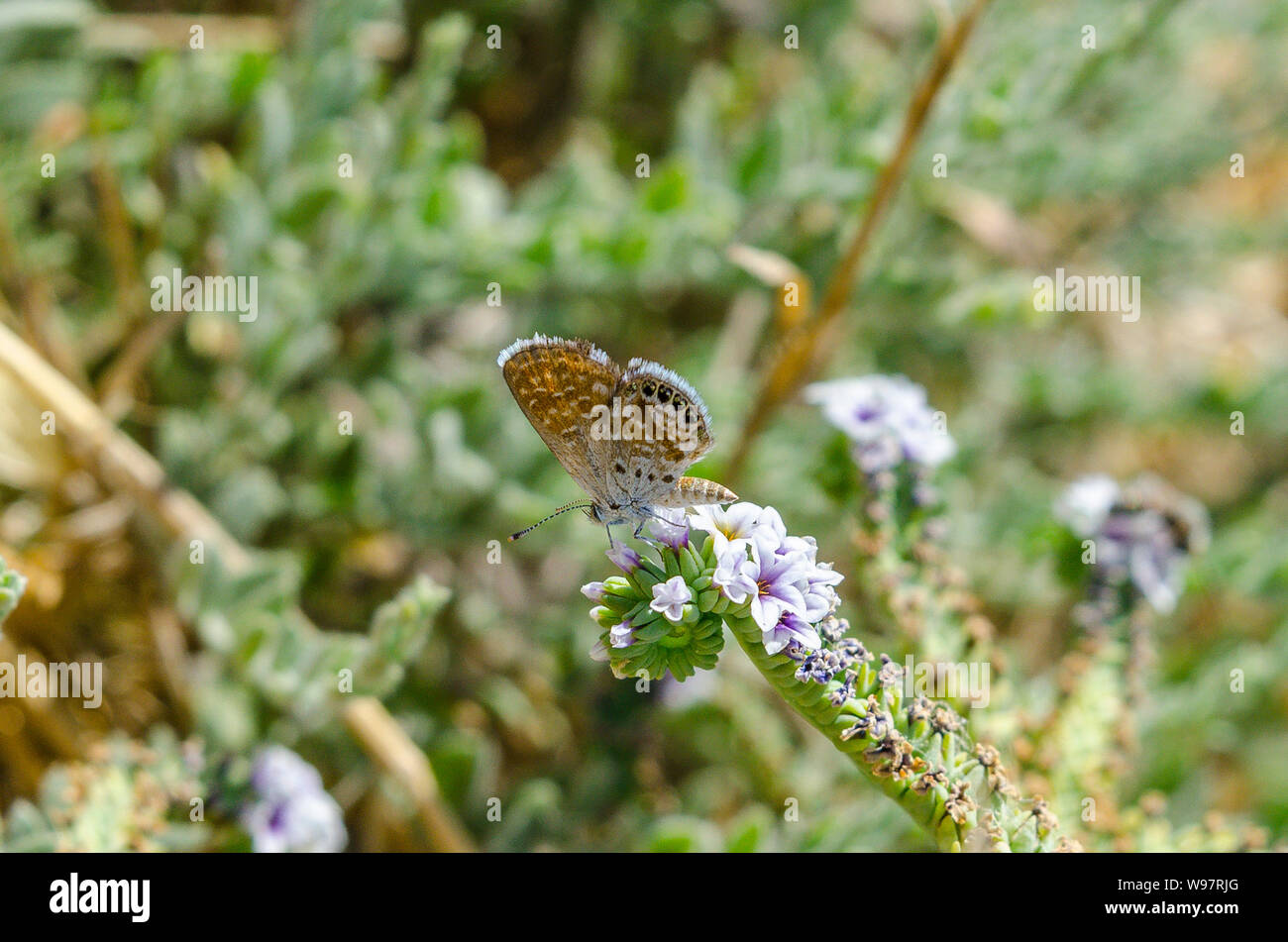 A Western Pygmy Blue (Brephidium exilis) butterfly at the San Luis ...