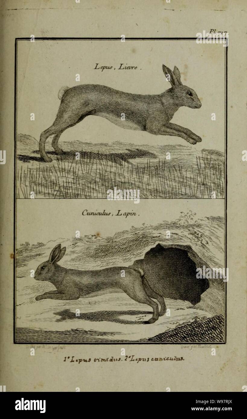 Description, vertus et usages de sept cents dix-neuf plantes (Plate 717 ...