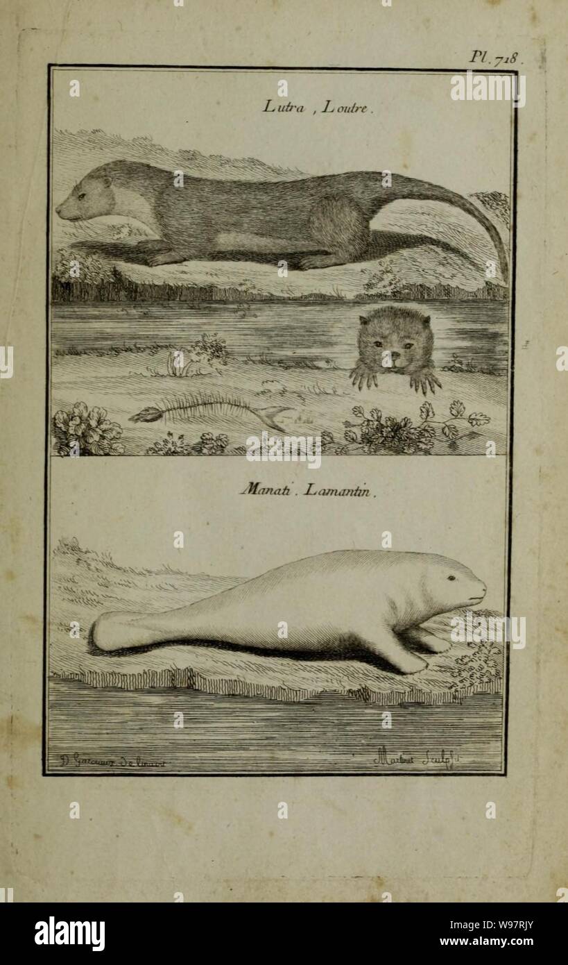 Description, vertus et usages de sept cents dix-neuf plantes (Plate 718 ...
