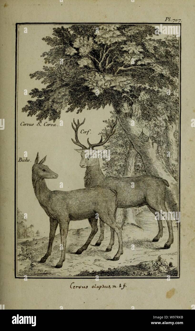 Description, vertus et usages de sept cents dix-neuf plantes (Plate 707 ...