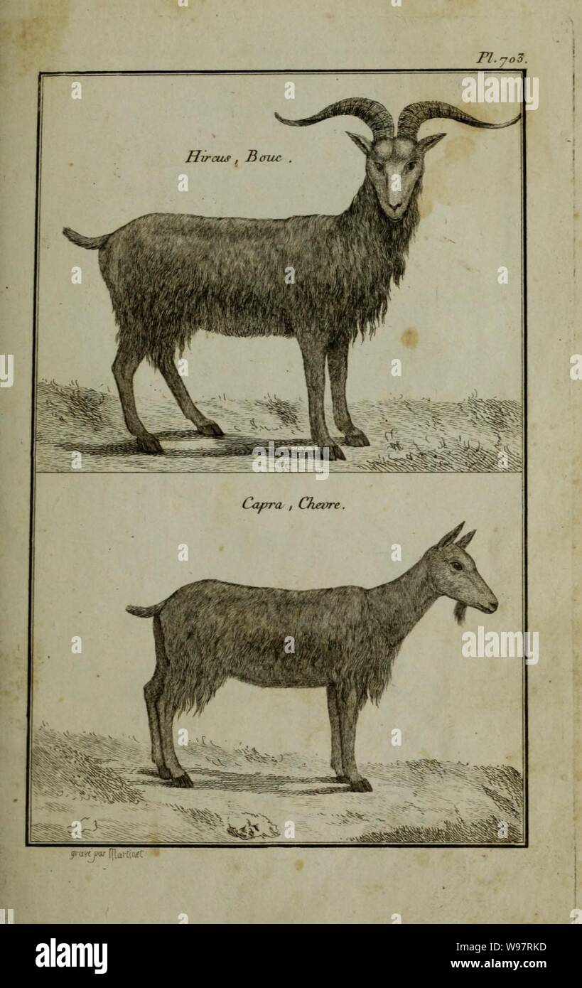 Description, vertus et usages de sept cents dix-neuf plantes (Plate 703 ...