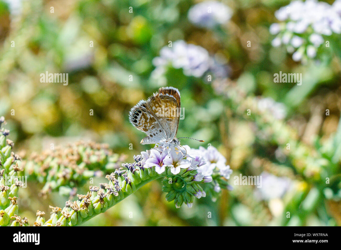 Western pygmy blue butterfly hi-res stock photography and images - Alamy