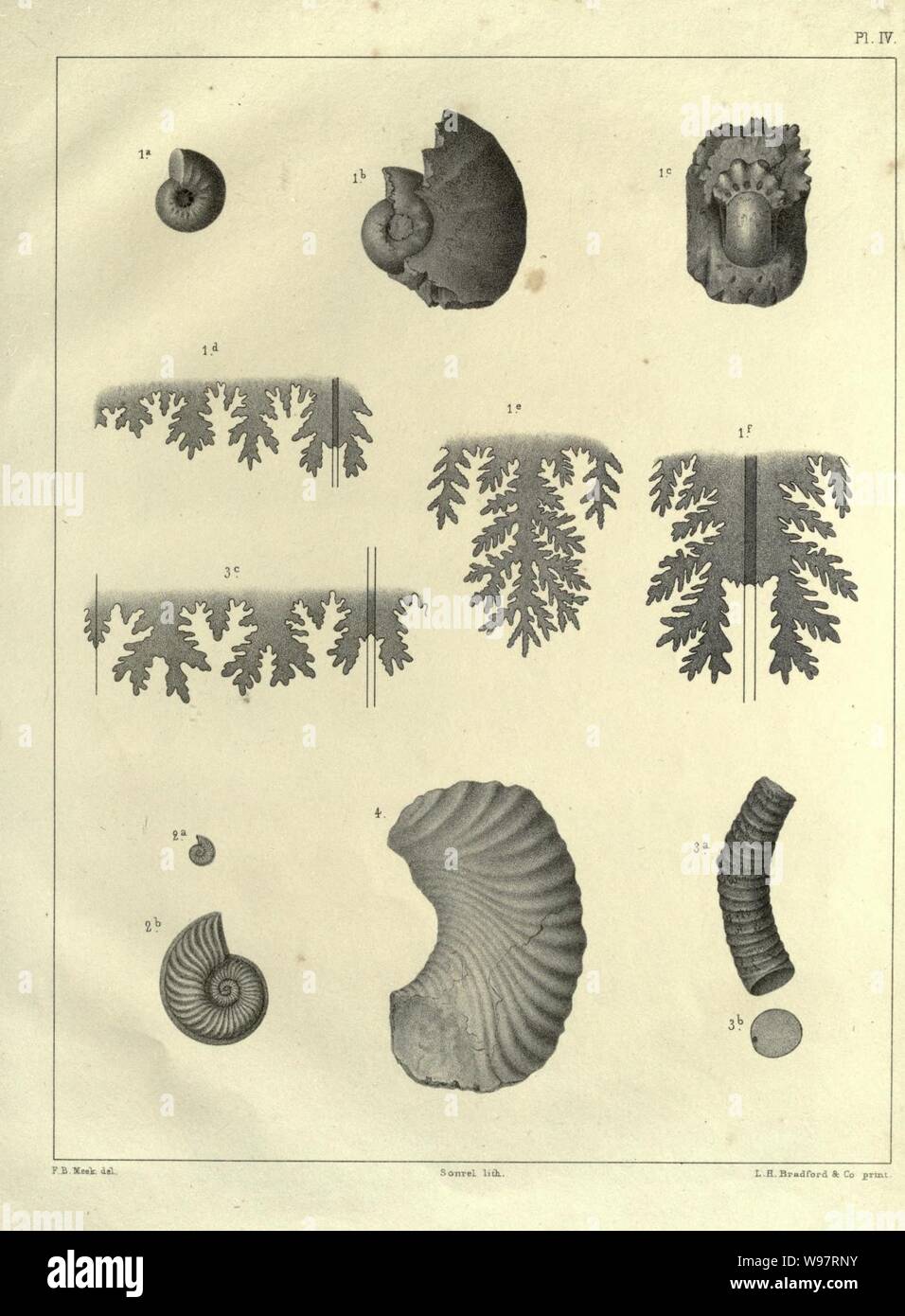 Descriptions of new species of fossils Stock Photo - Alamy