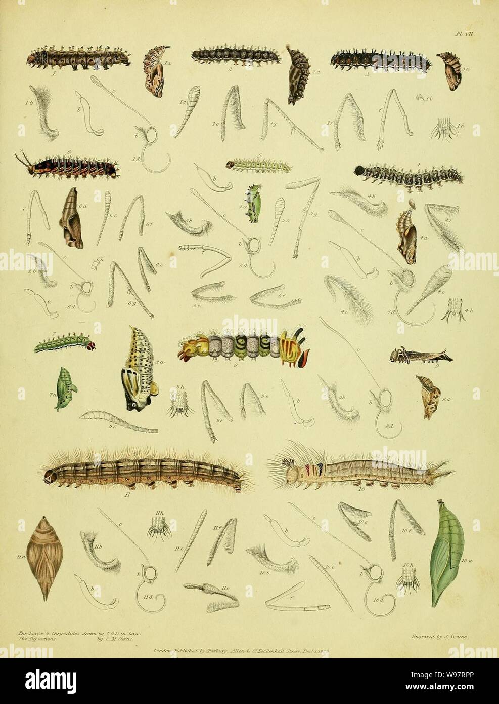 Descriptive catalogue of the lepidopterous insects Stock Photo - Alamy