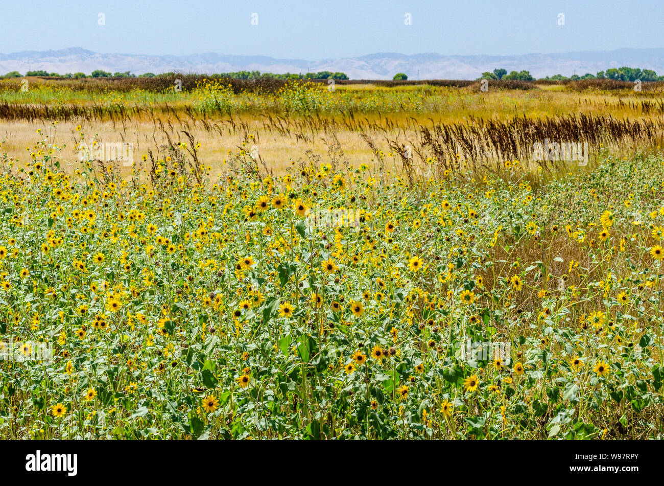 Summer colors, flora and fauna at the San Luis National Wildlife refuge ...