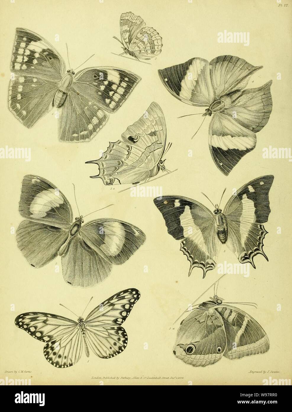 Descriptive catalogue of the lepidopterous insects Stock Photo - Alamy