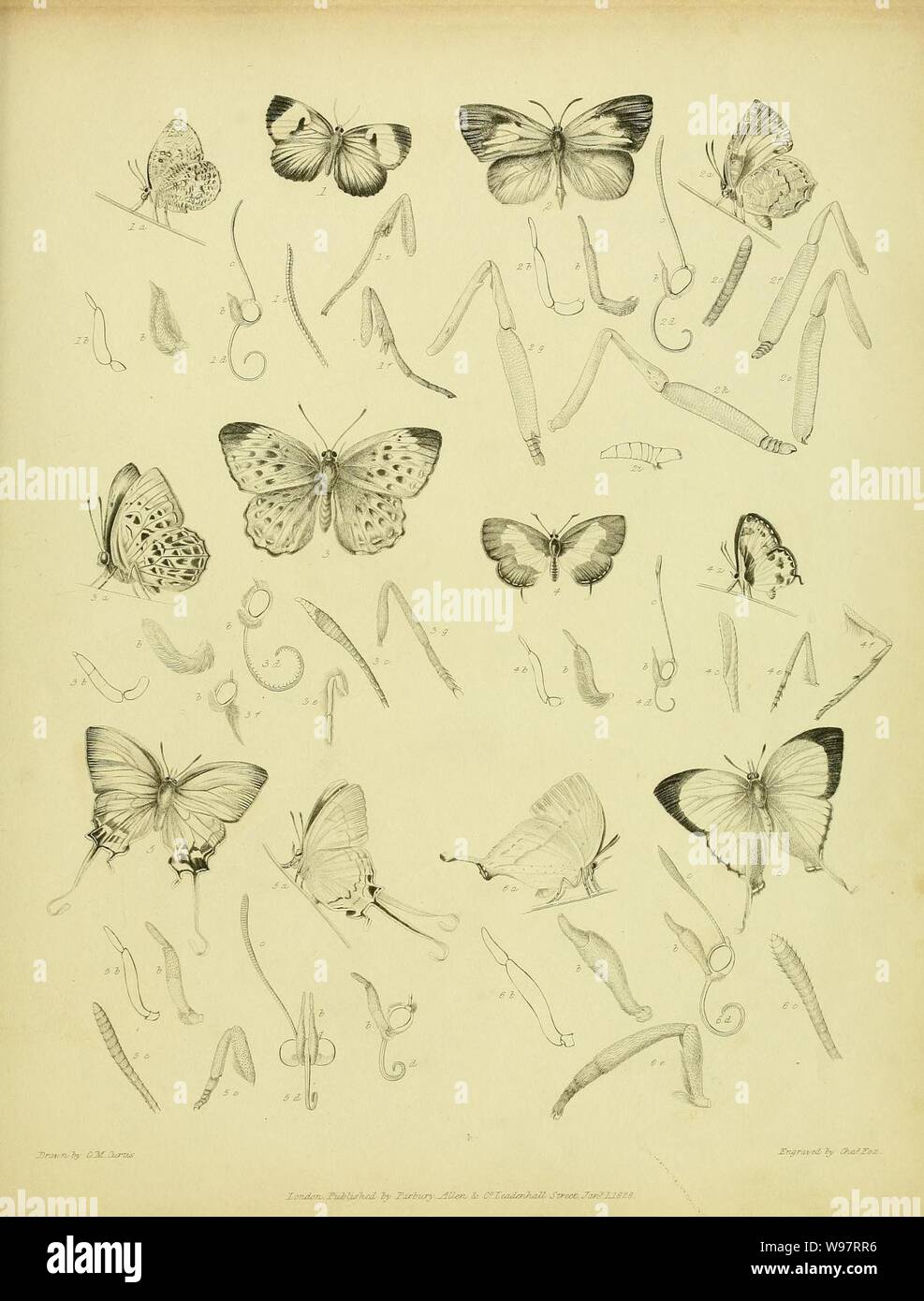 Descriptive catalogue of the lepidopterous insects Stock Photo - Alamy