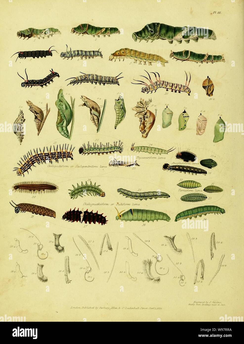 Descriptive catalogue of the lepidopterous insects Stock Photo - Alamy