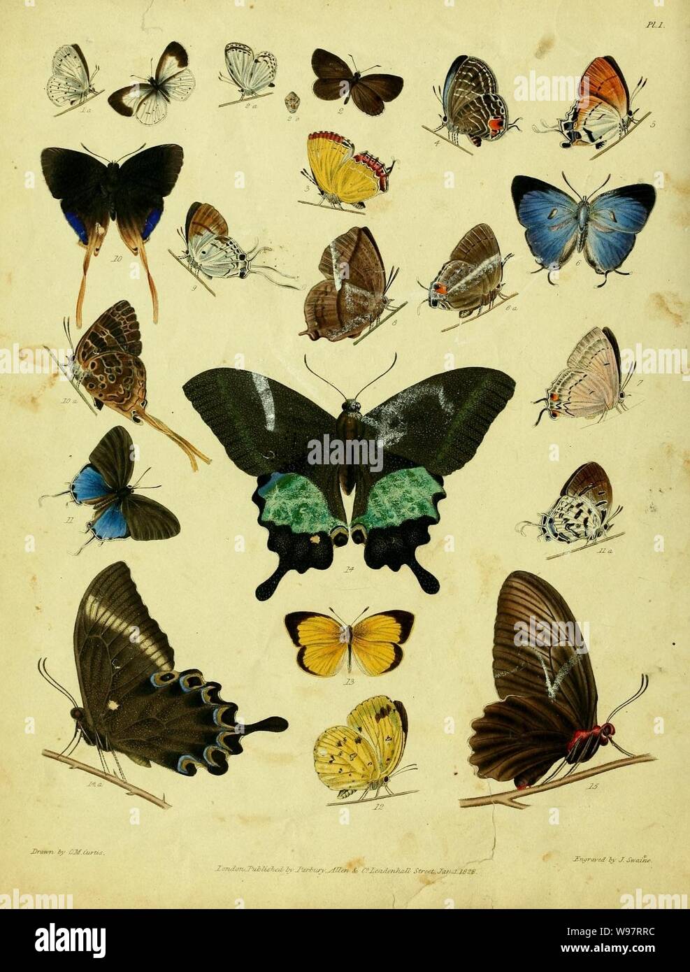 Descriptive catalogue of the lepidopterous insects Stock Photo - Alamy