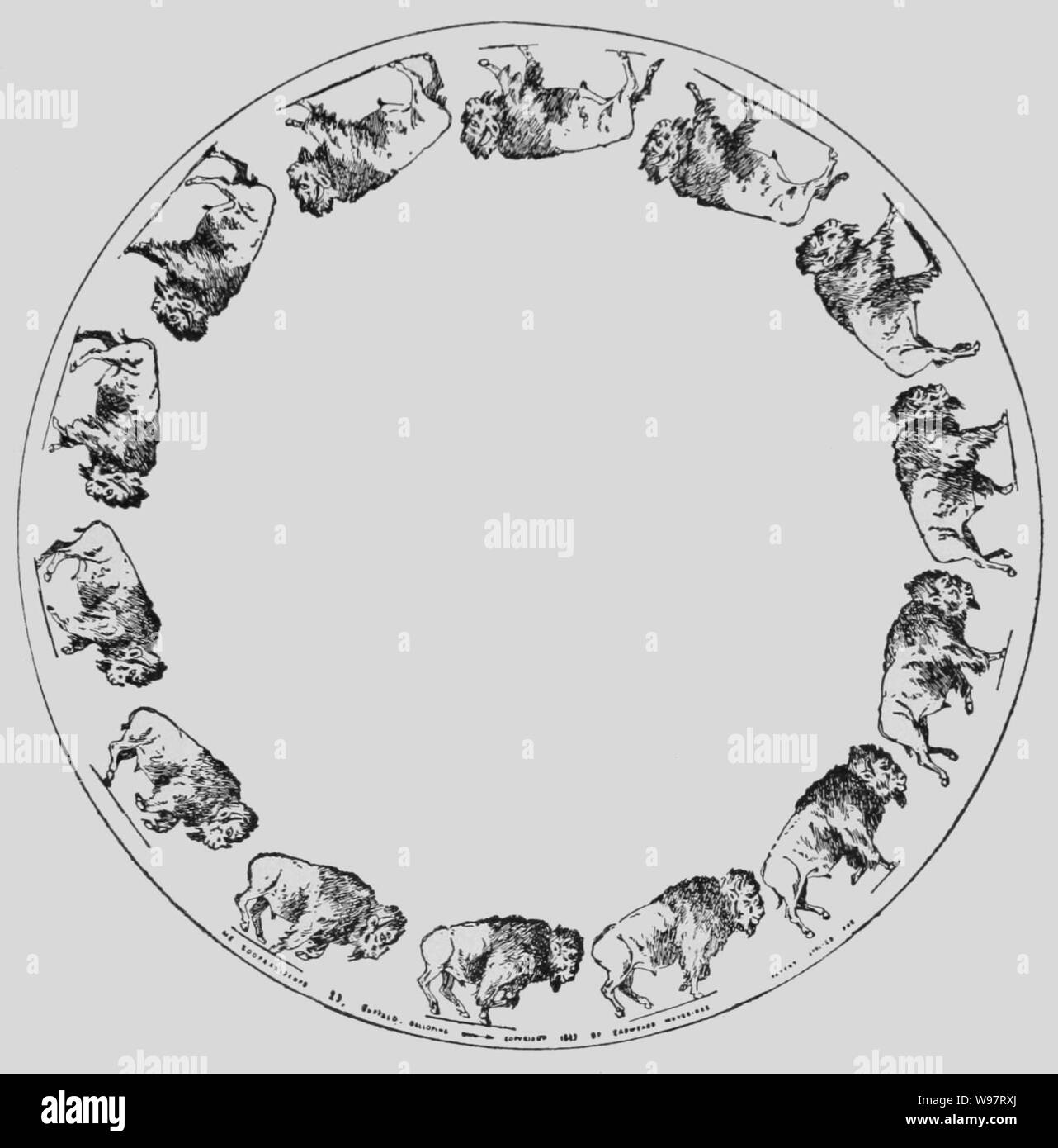 Buffalo galloping hi-res stock photography and images - Alamy