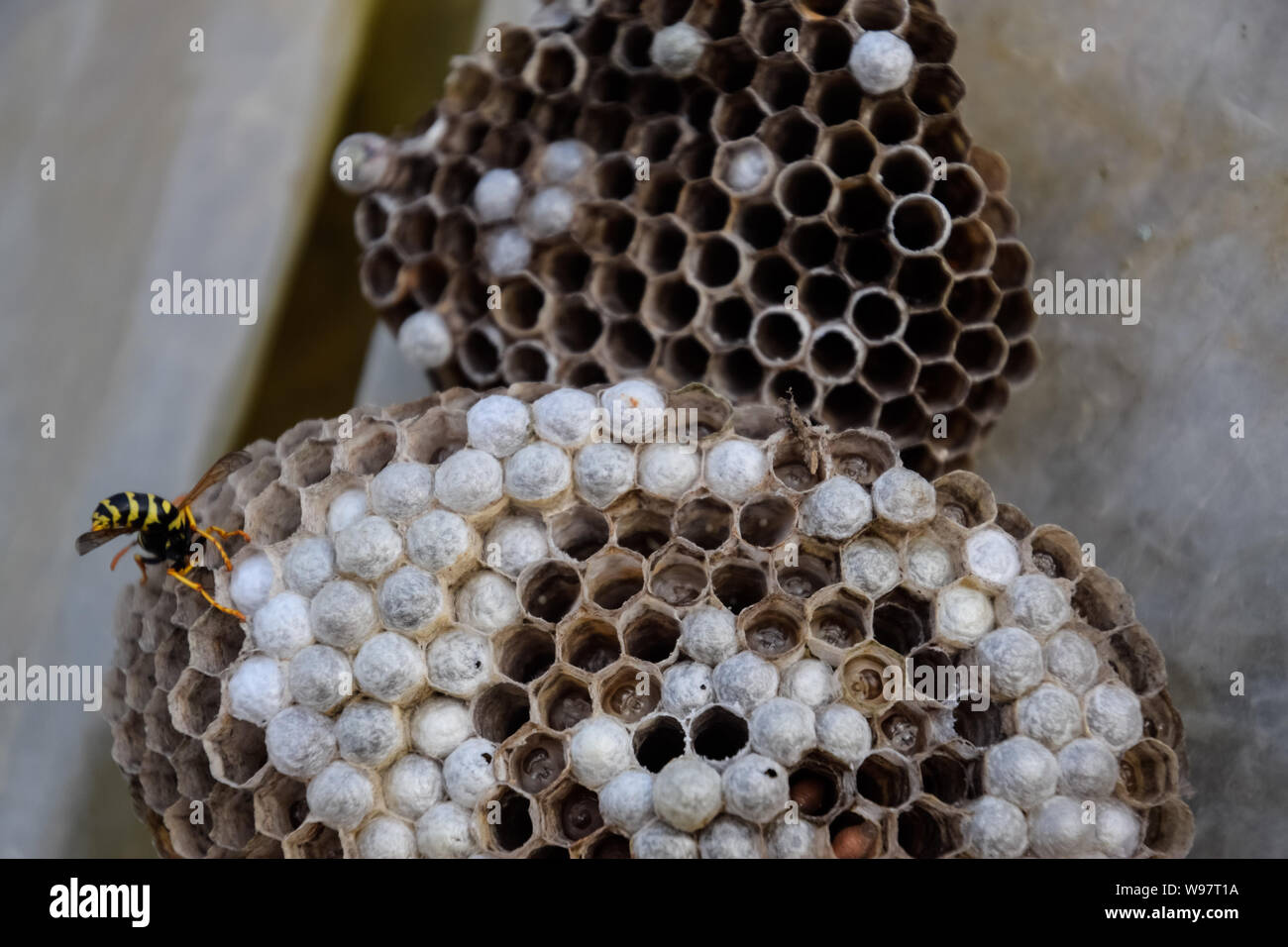 Hornet's nest under the roof of the barn. Polist Wasps Nest Stock Photo ...
