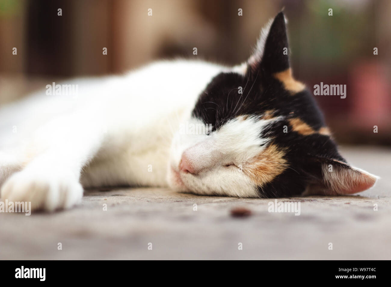 Calico cat sleeping hi-res stock photography and images - Alamy