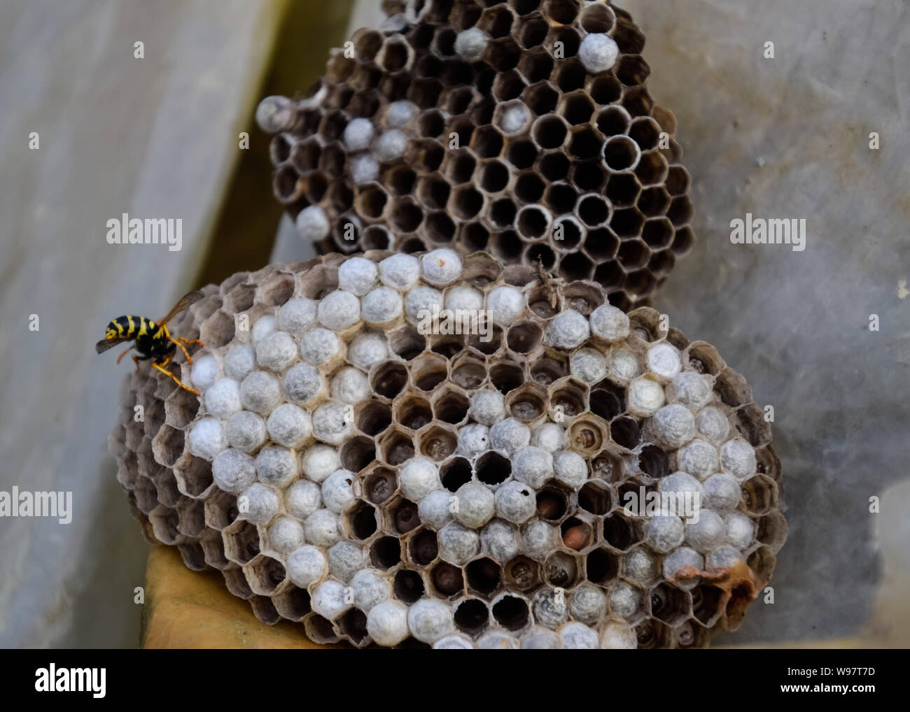 Hornet's nest under the roof of the barn. Polist Wasps Nest Stock Photo ...