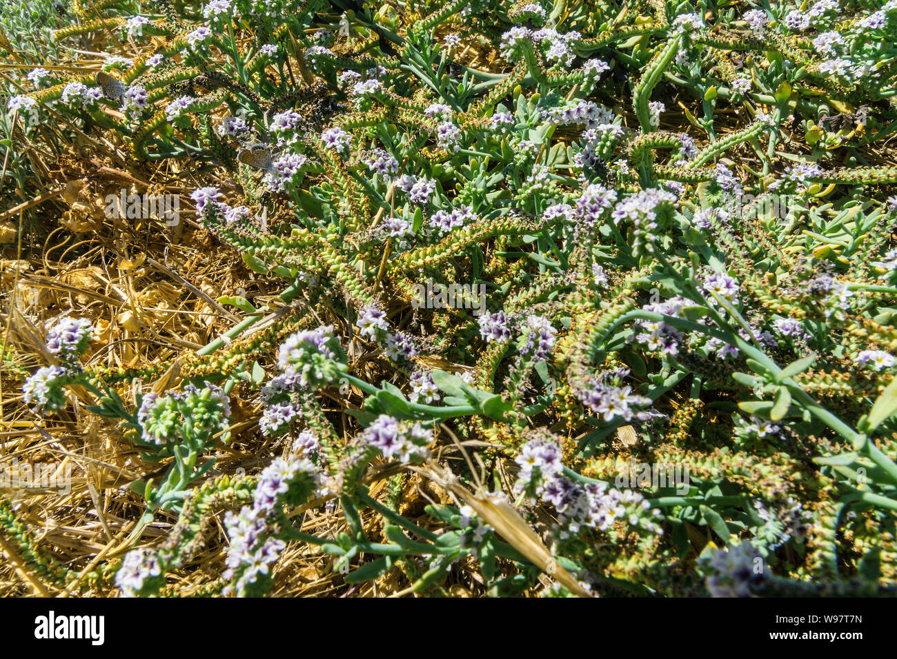 Alkalai Heliotrope (Heliotropum curassavicum) at the San Luis National ...