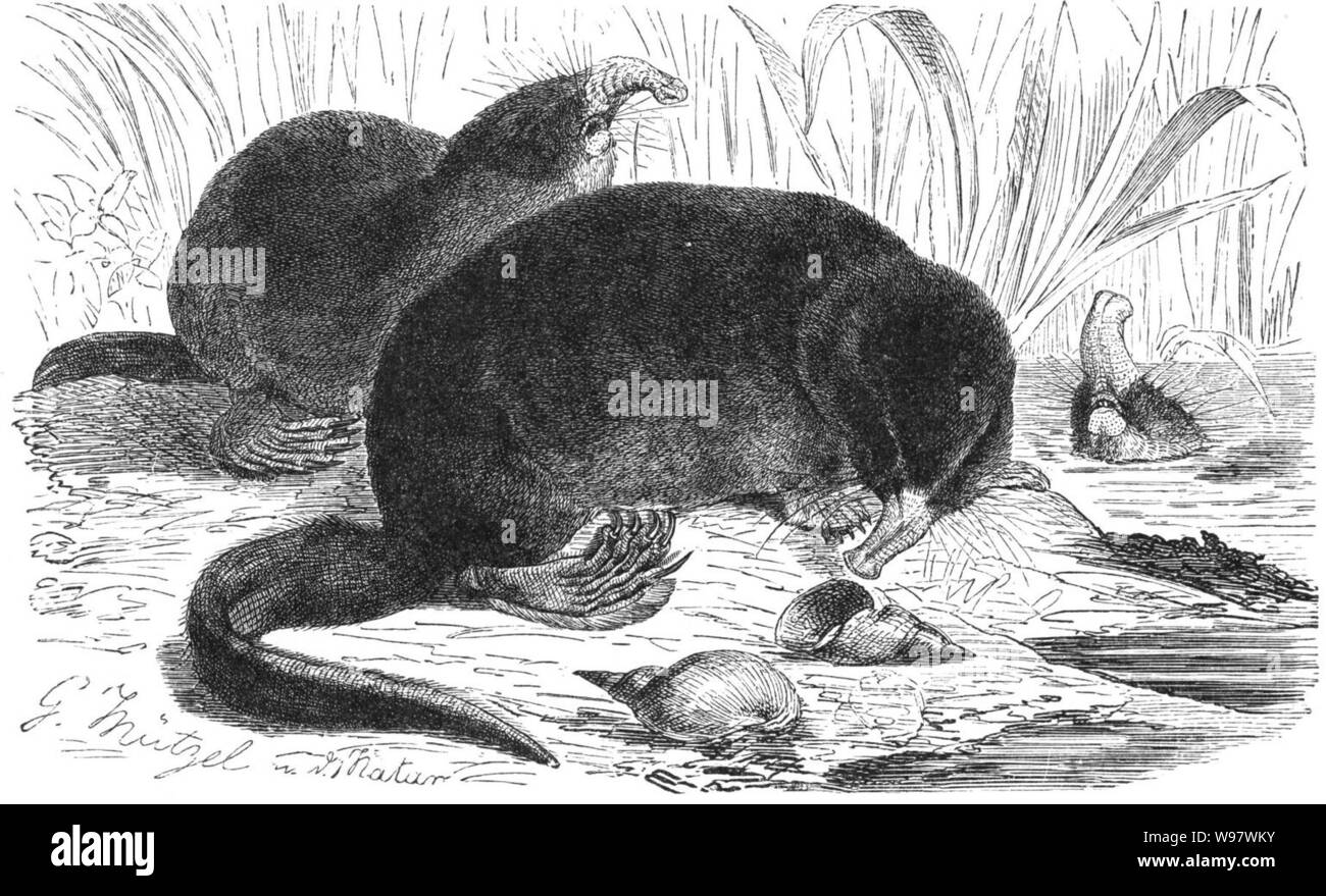 Desman image hi-res stock photography and images - Alamy