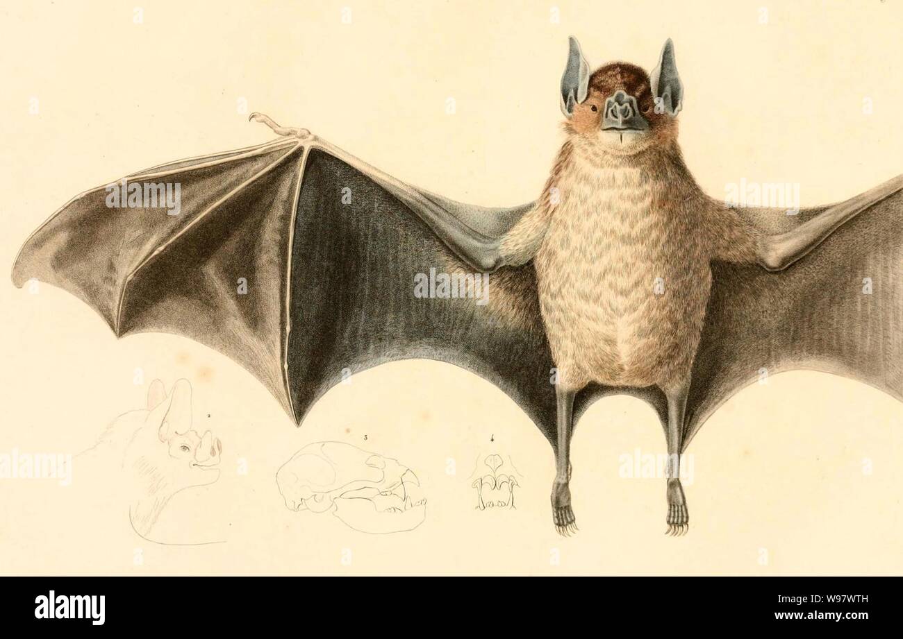 Desmodus rotundus 1847 Stock Photo - Alamy