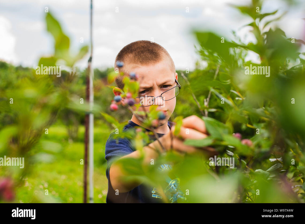 A young boy picks blueberries at a blueberry farm Stock Photo - Alamy