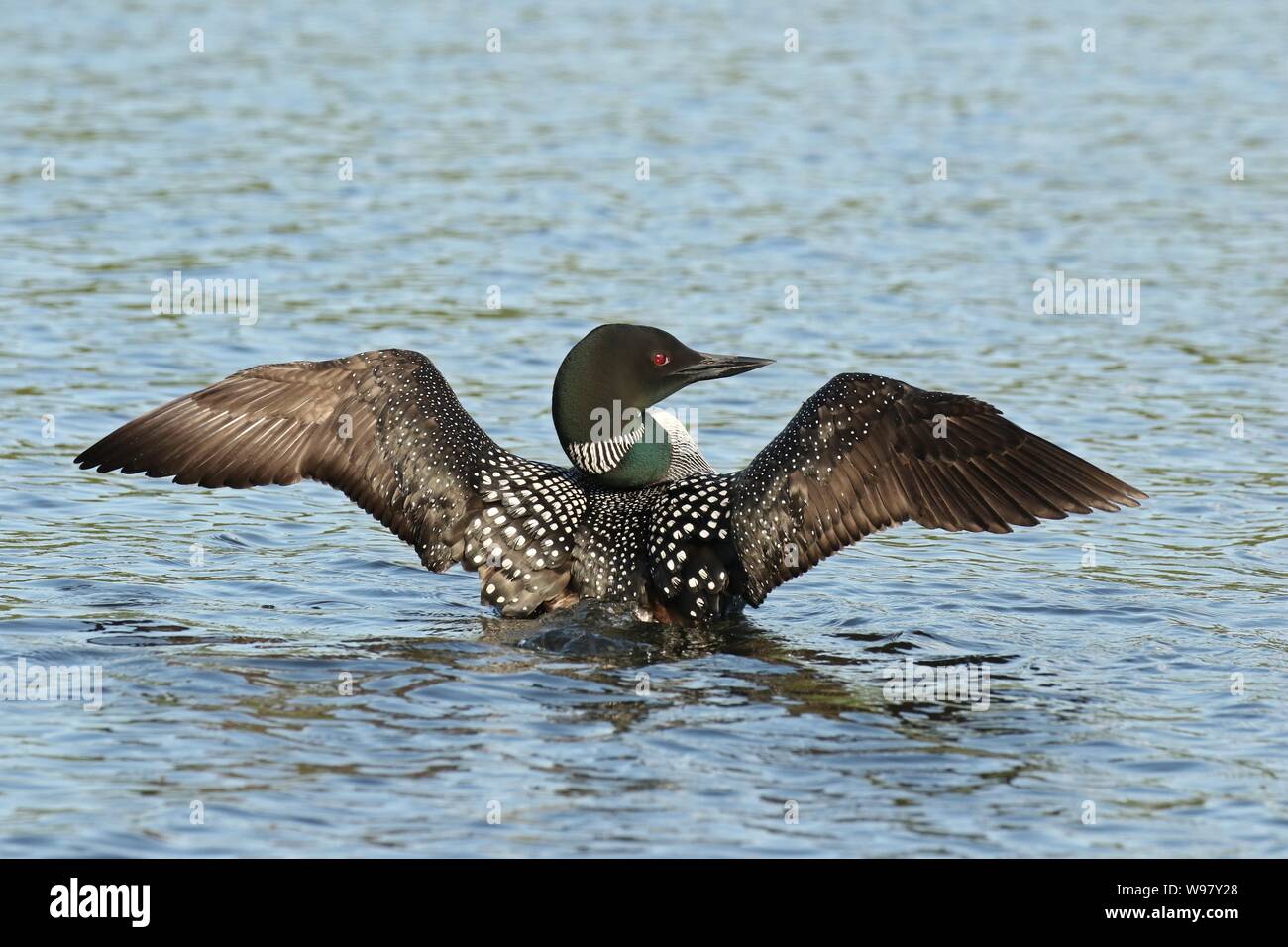 Female common loon hi-res stock photography and images - Alamy