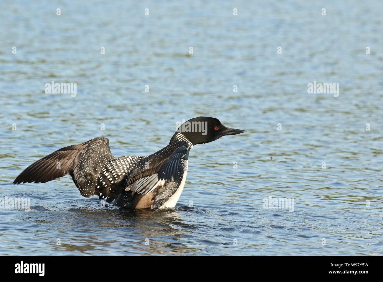 Female common loon hi-res stock photography and images - Alamy