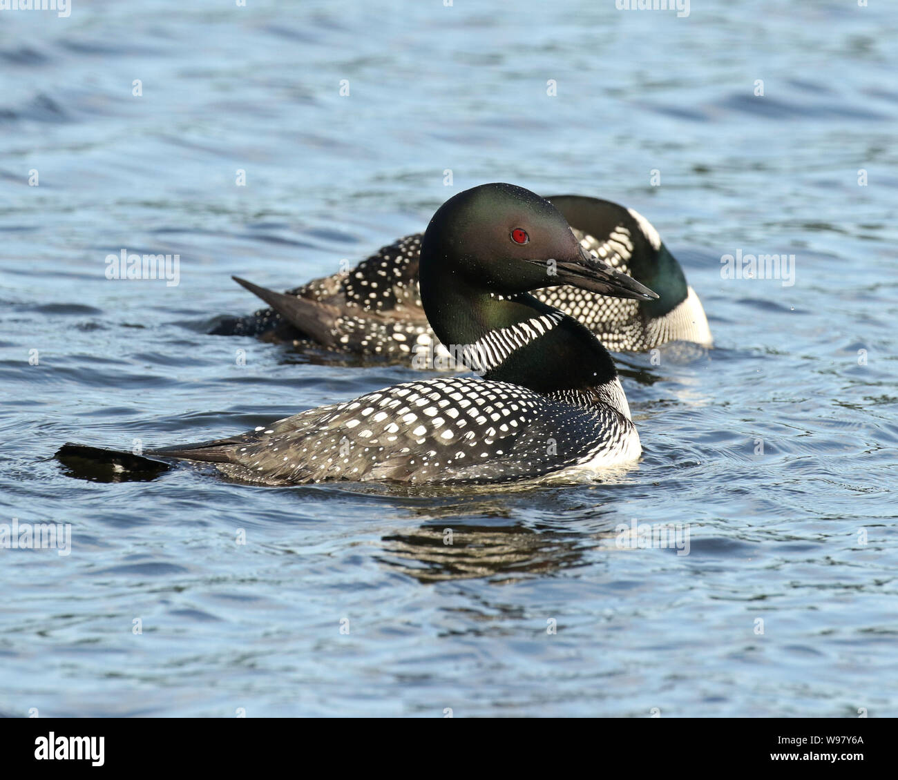 Loon female bird hi-res stock photography and images - Alamy