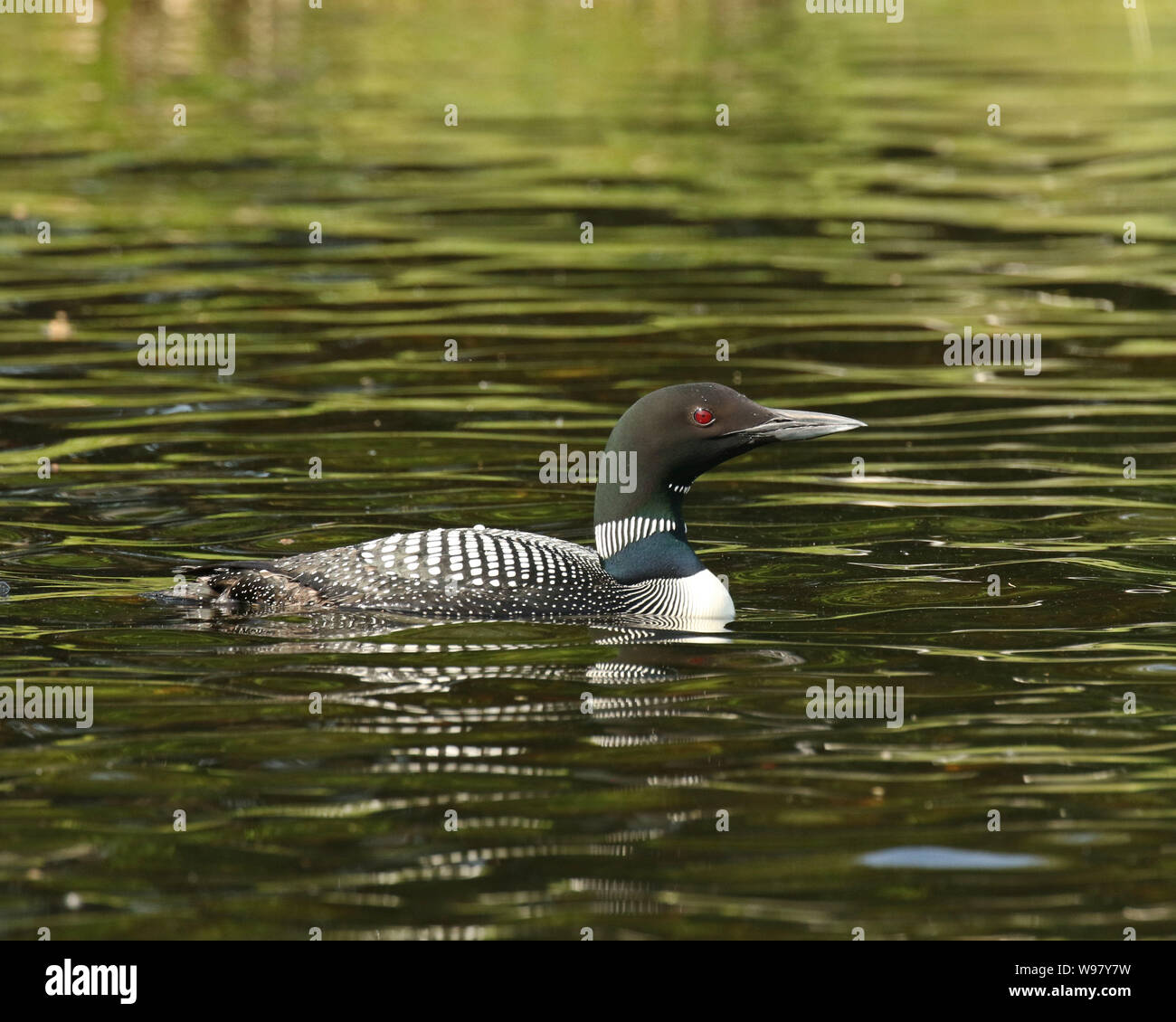 Loon breach hi-res stock photography and images - Alamy