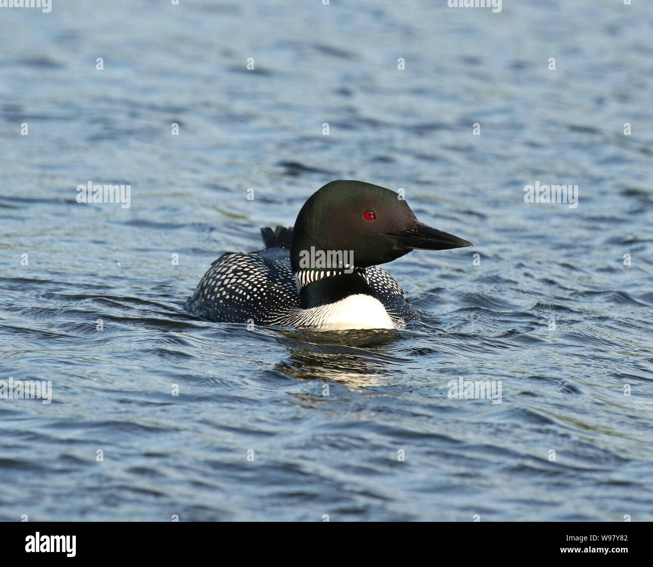Female common loon hi-res stock photography and images - Alamy