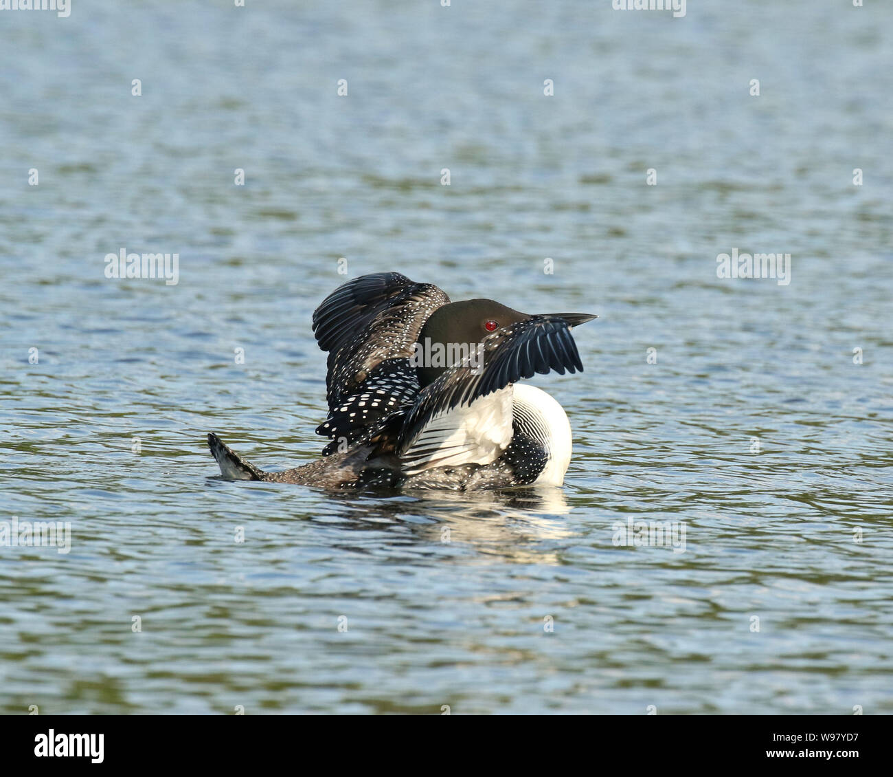 Female common loon hi-res stock photography and images - Alamy