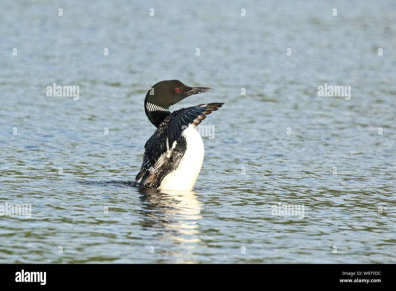 Common loon impressive bird hi-res stock photography and images - Alamy