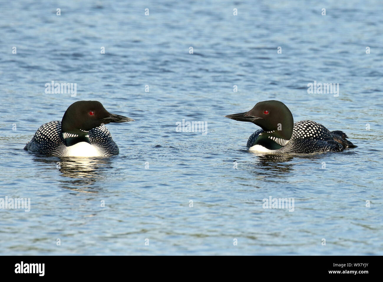 Female common loon hi-res stock photography and images - Alamy