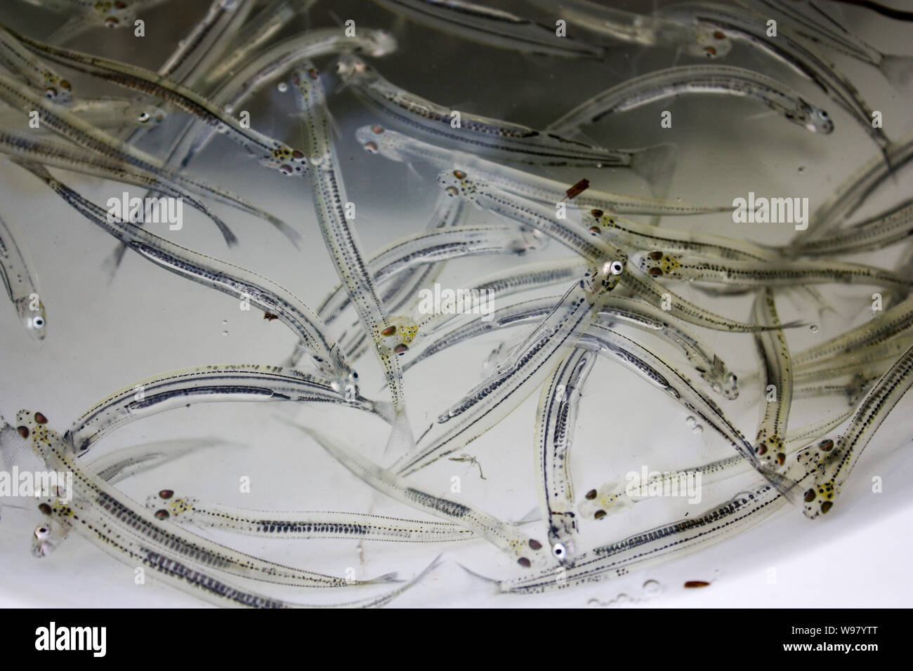 Whitebait new zealand hi-res stock photography and images - Alamy
