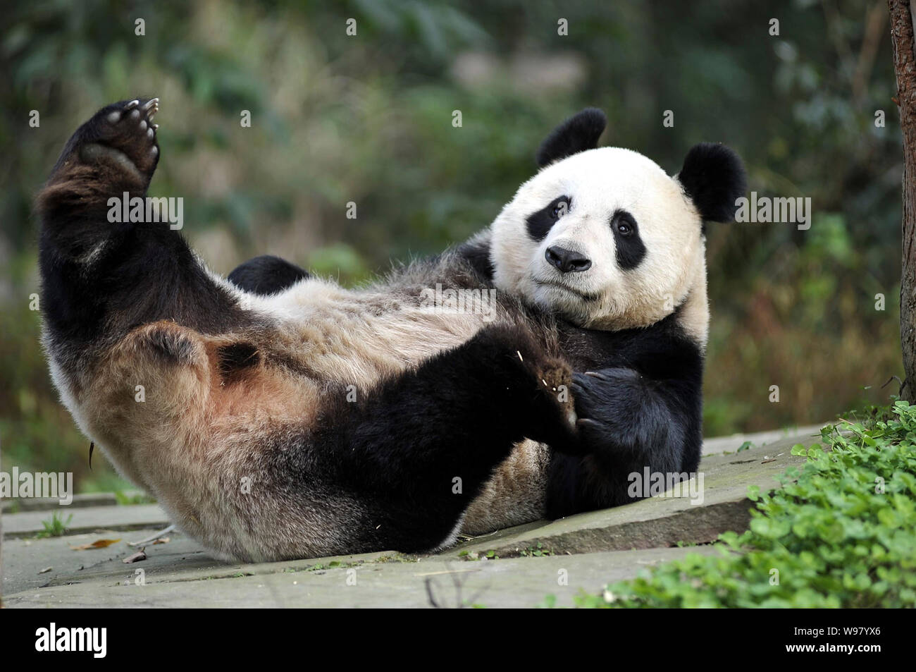 --FILE--Female giant panda Tian Tian, or Sweetie, is pictured at the ...
