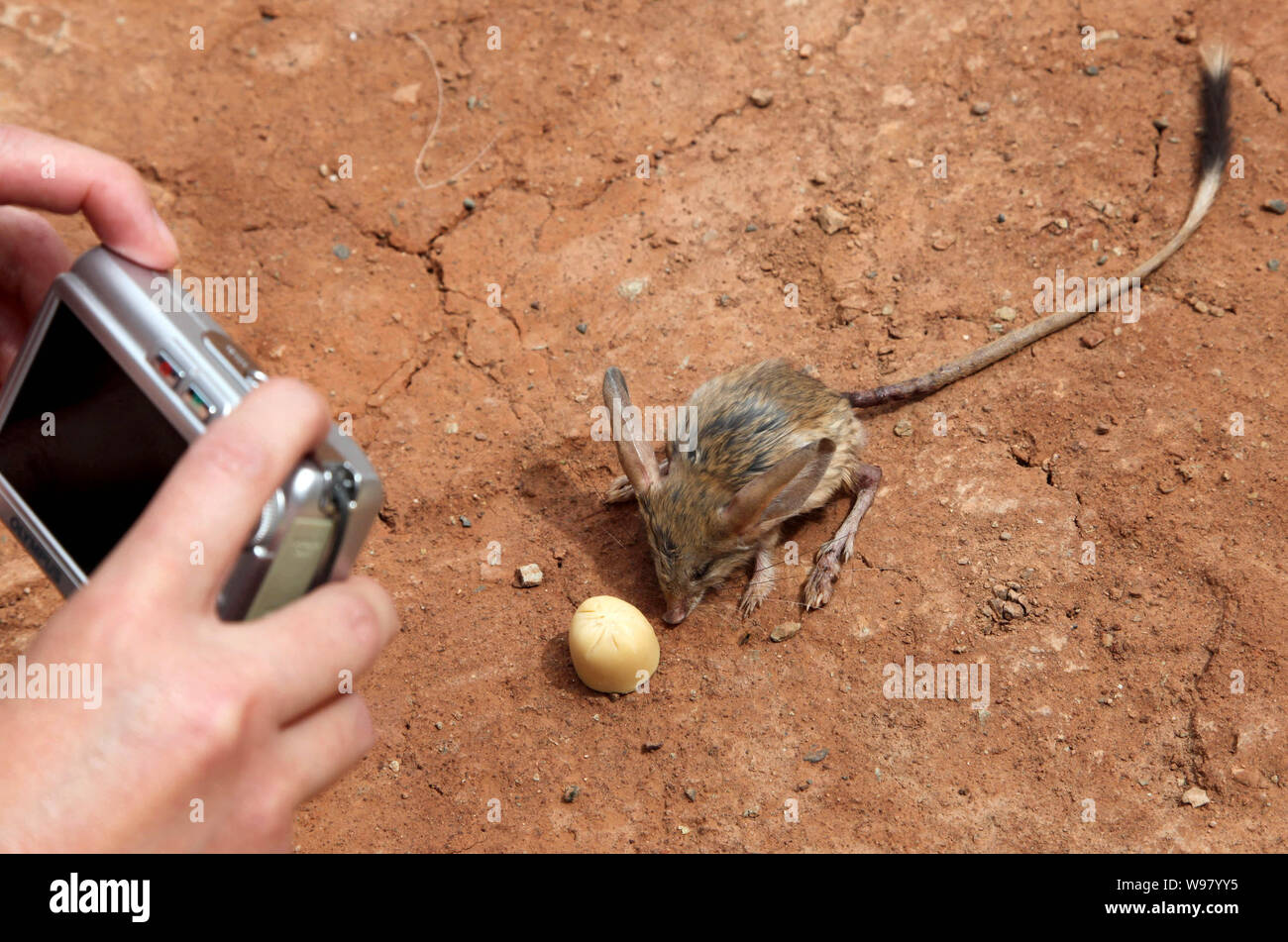 Jerboa hi-res stock photography and images - Alamy