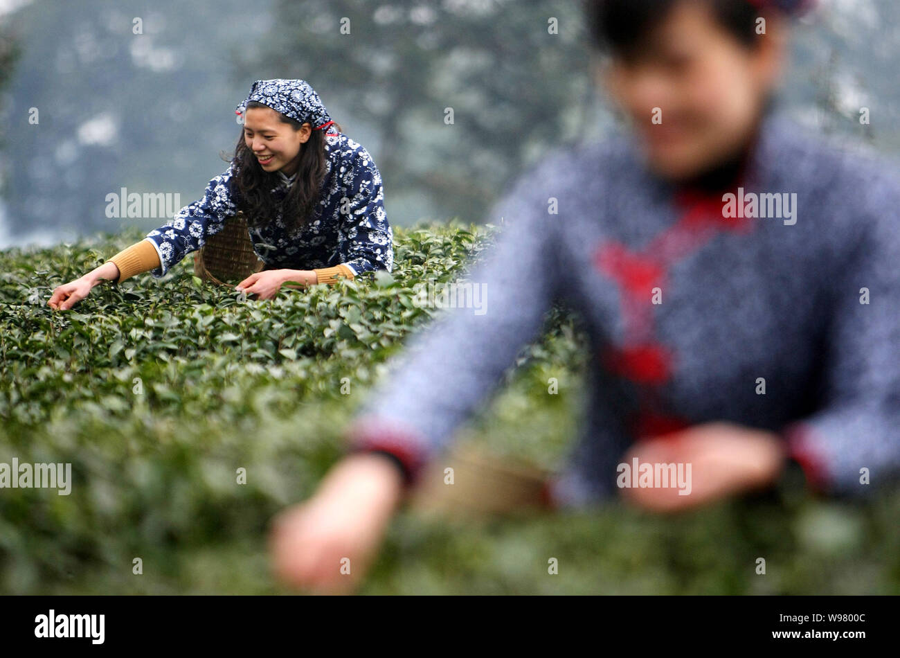 Young Chinese women harvest tea leaves at a tea plantation in Chengjia ...