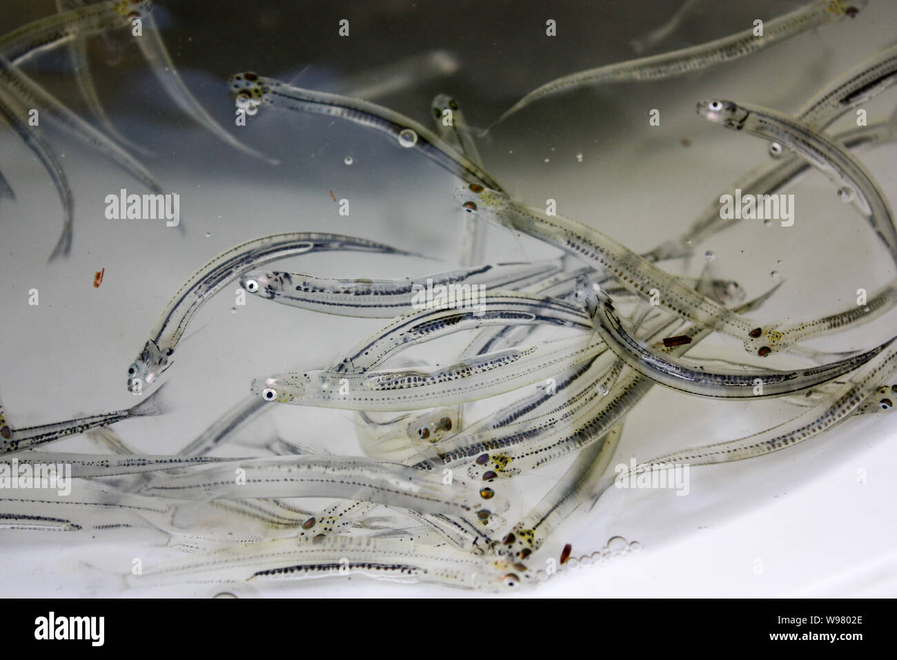 Juvenile whitebait caught at a river mouth on the West Coast of the ...
