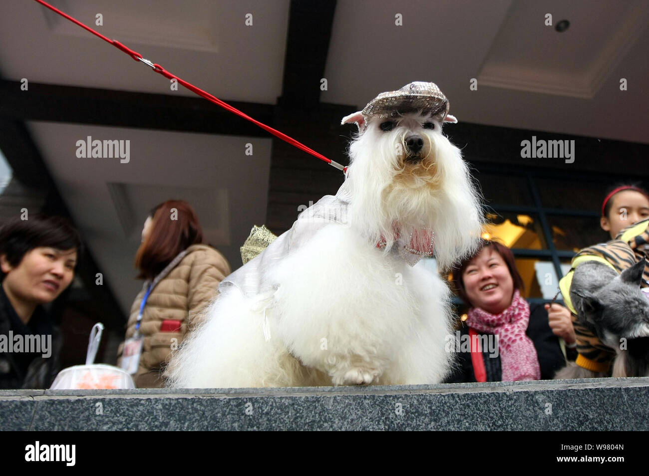 Well dressed dog hi-res stock photography and images - Alamy
