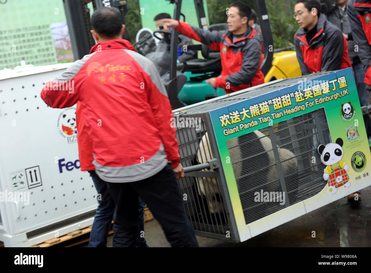 Chinese staff carry giant panda Tian Tian in a cage at the YaAn ...