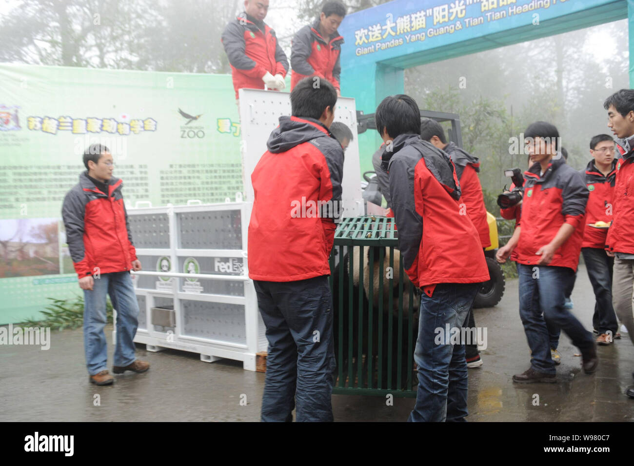 Chinese staff carry giant panda Yang Guang in a cage at the YaAn ...