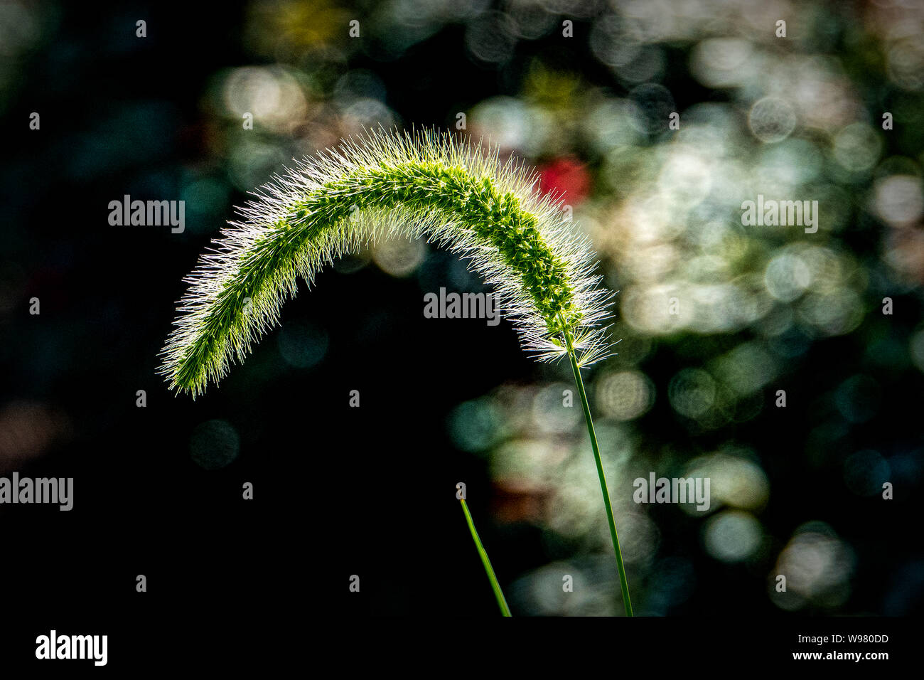 Curled flower spikes hi-res stock photography and images - Alamy