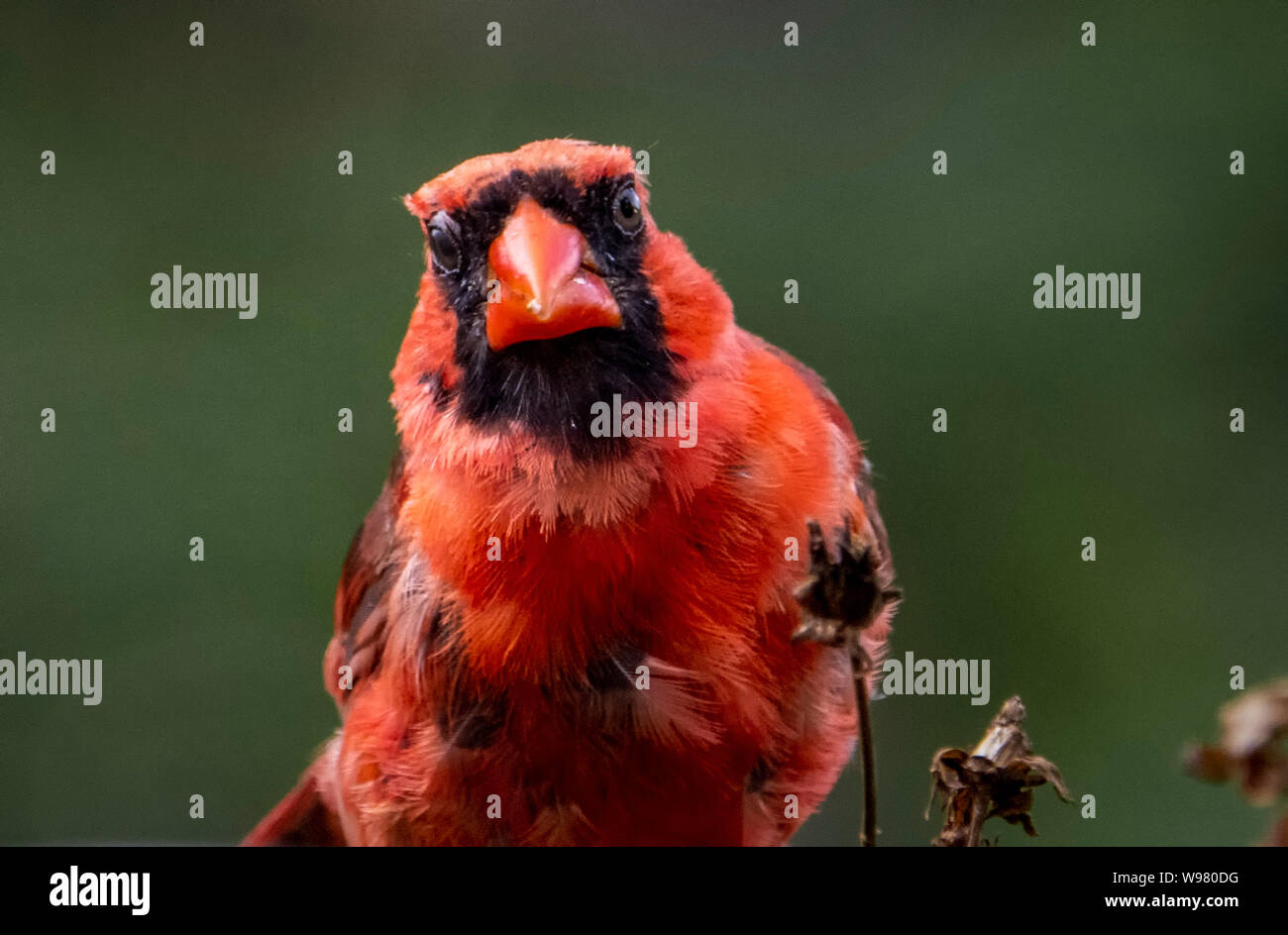 Glaring look hi-res stock photography and images - Alamy